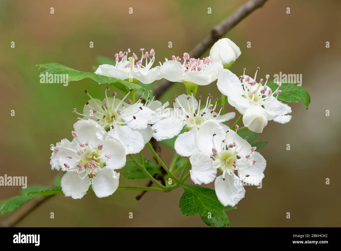 Crataegus monogyna Banque de photographies et d’images à haute ...