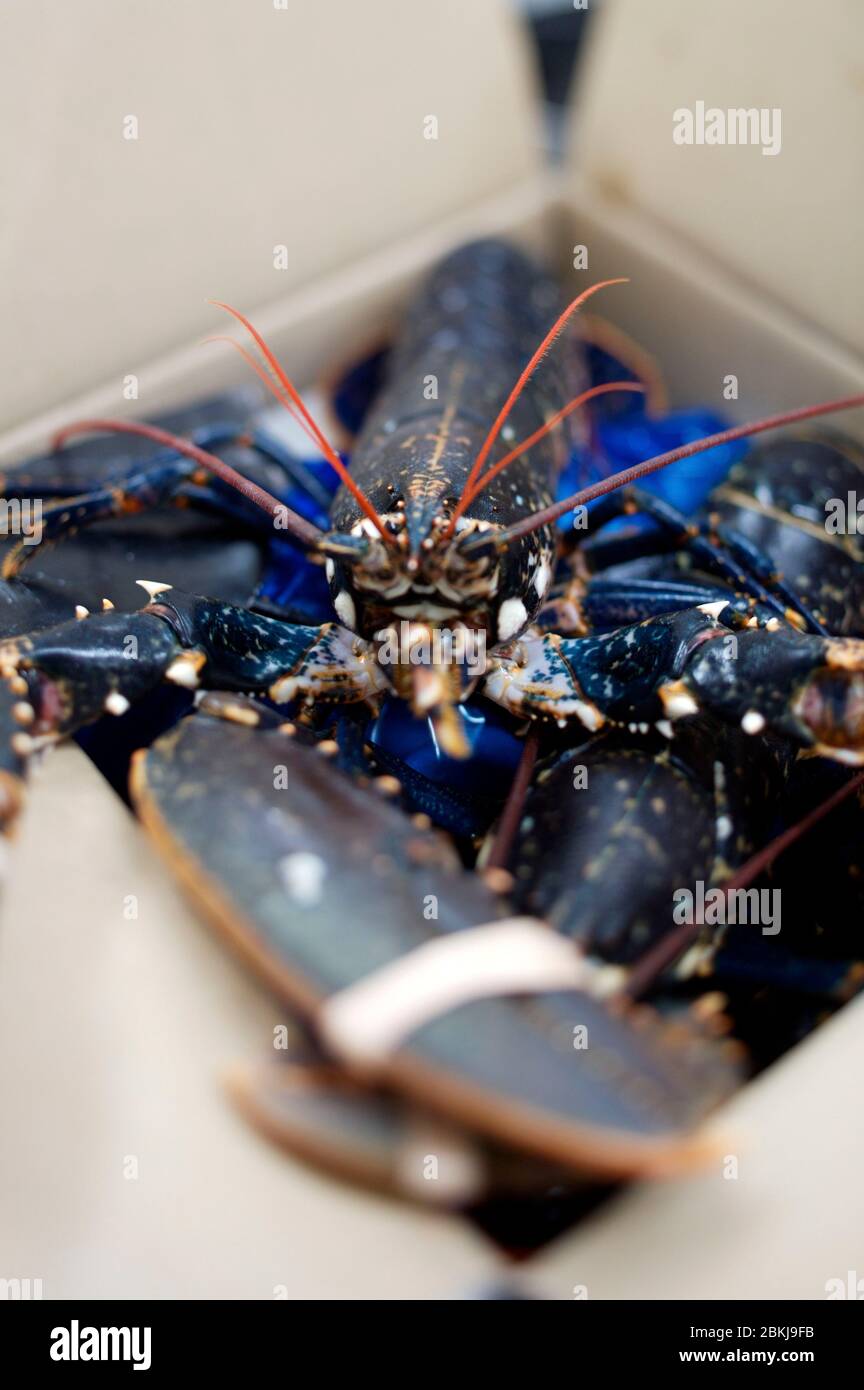 Homard vivant breton Banque de photographies et d’images à haute ...