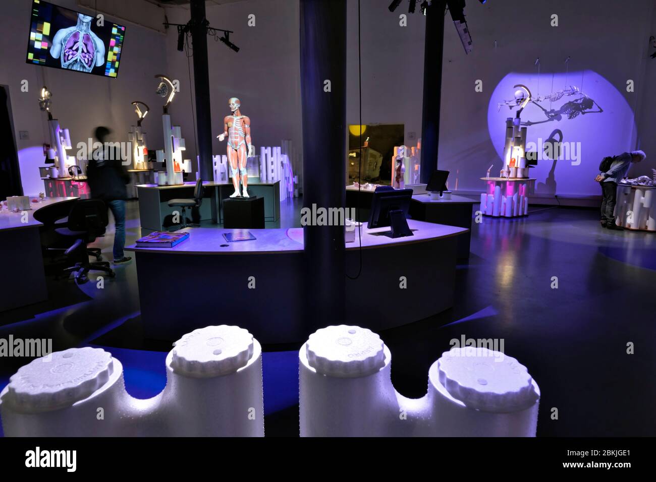 Rosé des prés Banque de photographies et d’images à haute résolution ...