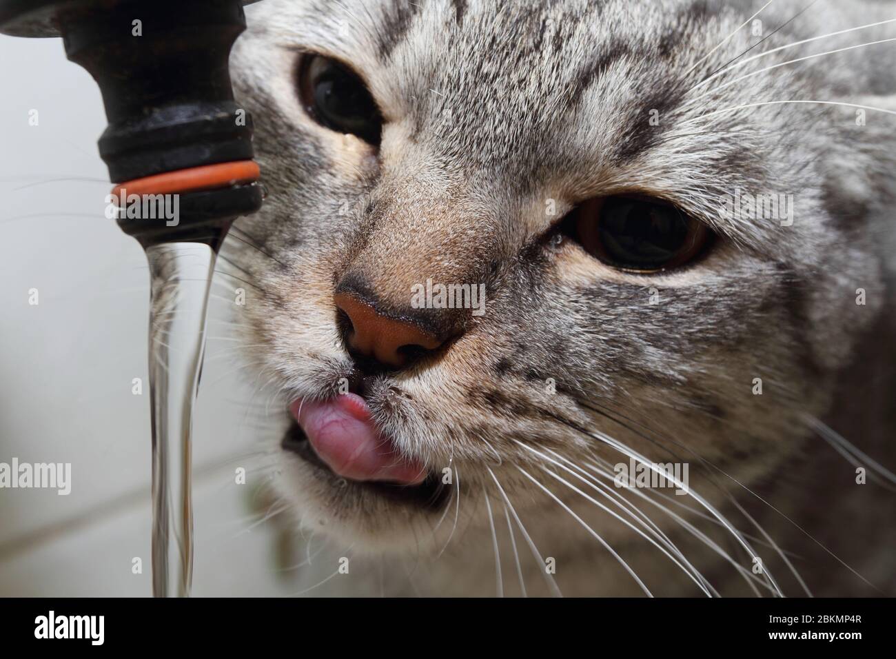 Chat drole boit Banque de photographies et d’images à haute résolution ...