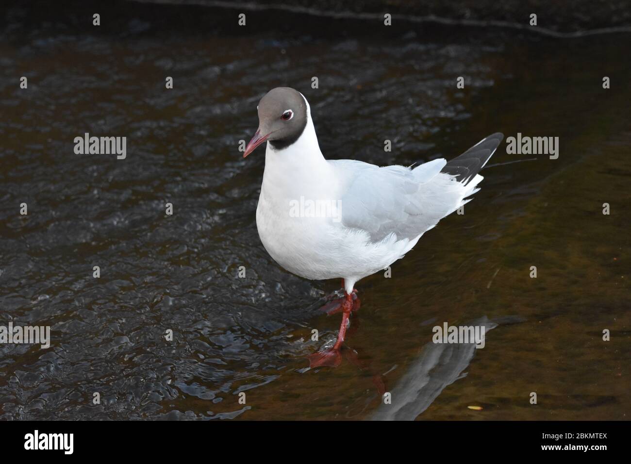 Un canard marchant Photo Stock - Alamy