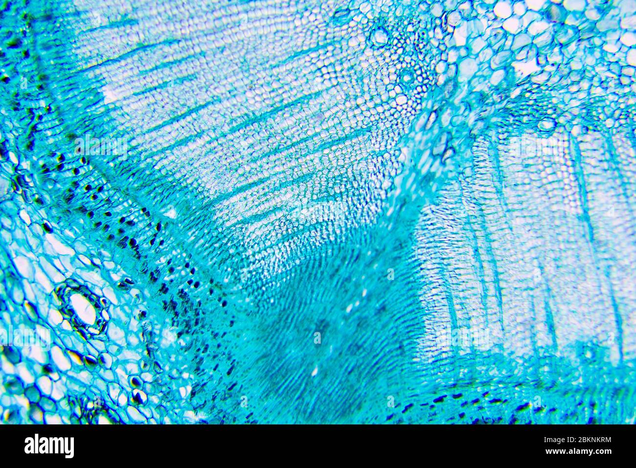 Cellules vegetales Banque de photographies et d’images à haute ...