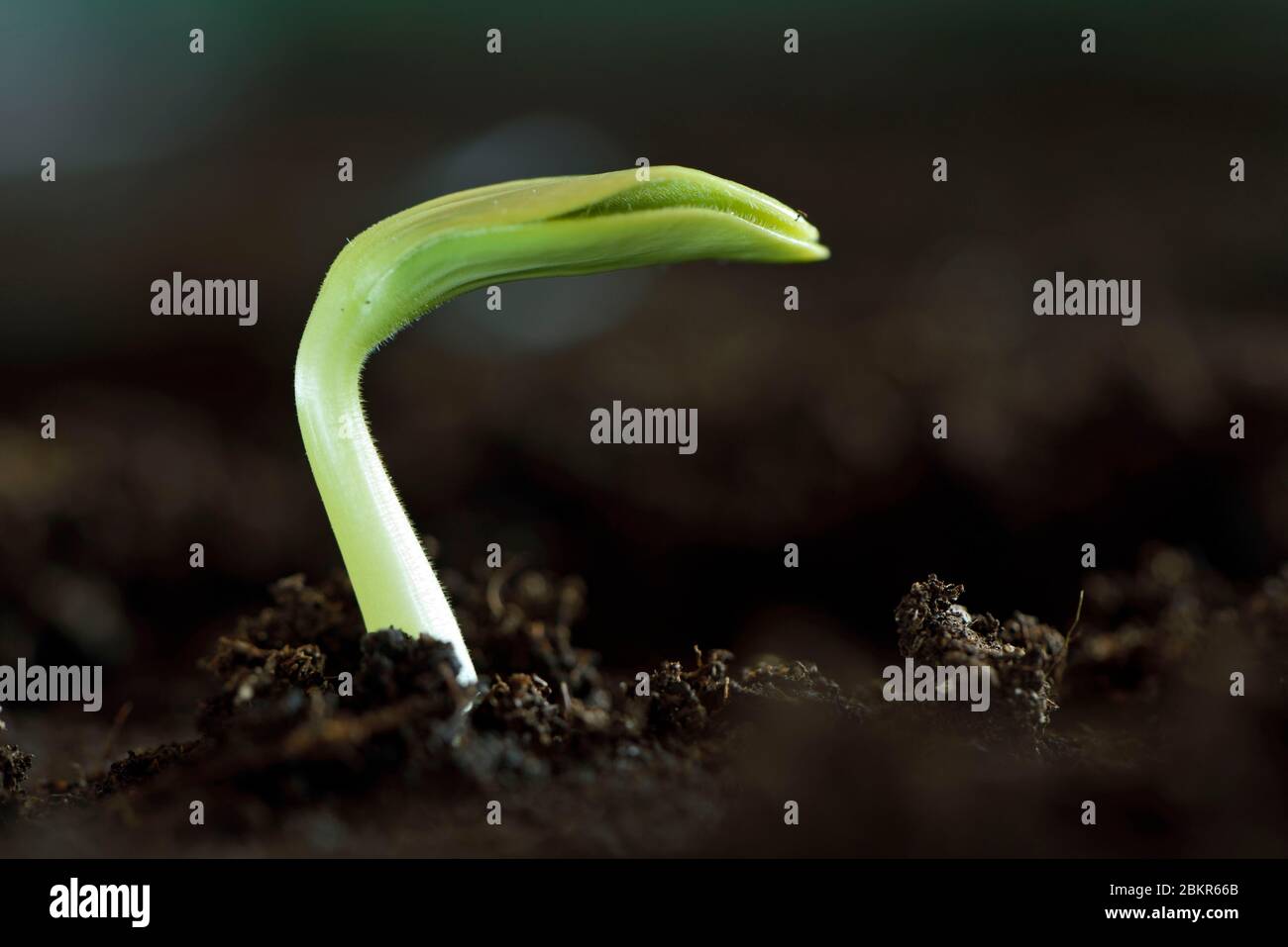 France, territoire de Belfort, Belfort, potager, semis au printemps ...