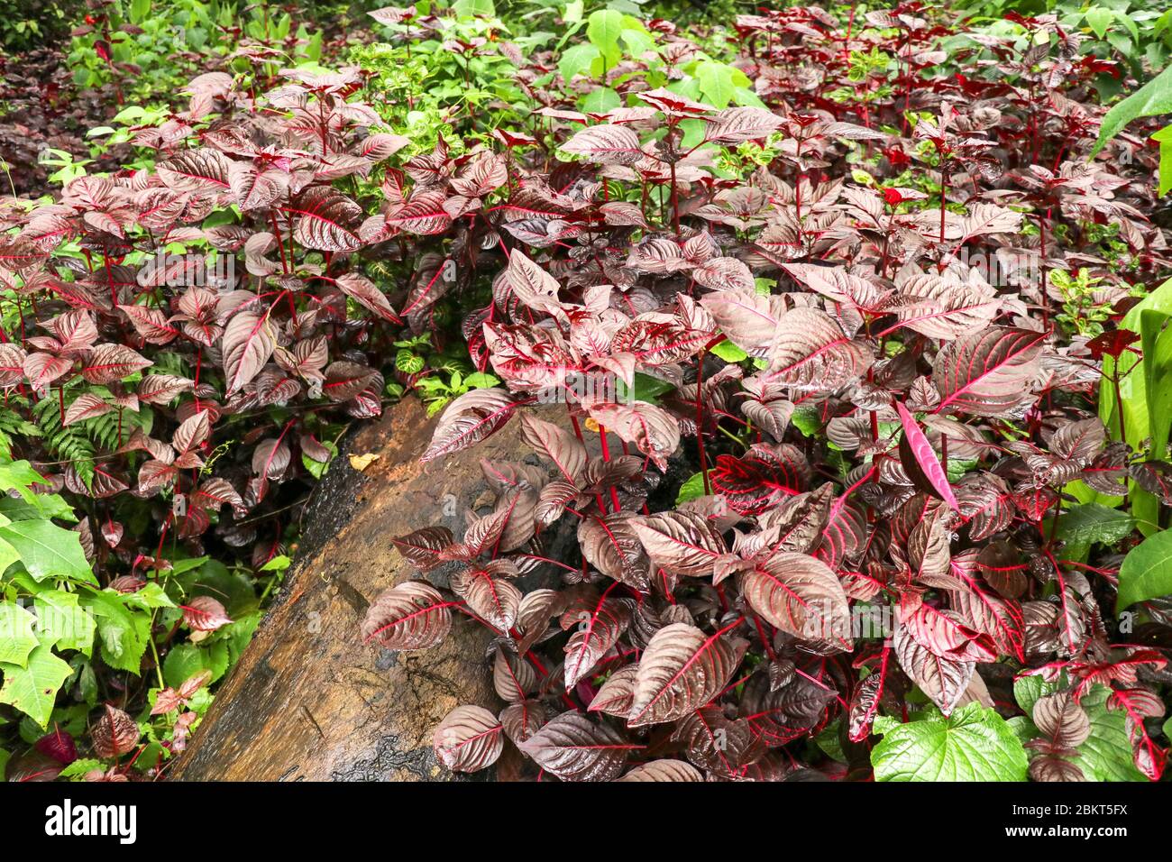 Feuille de sang formosa Banque de photographies et d’images à haute ...