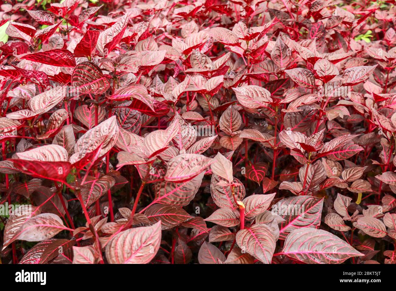Arrière-plan de feuilles d'Iresine Herbstii violet et rose. Plante ...