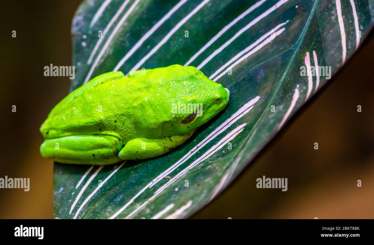 Grenouilles matures Banque de photographies et d’images à haute ...