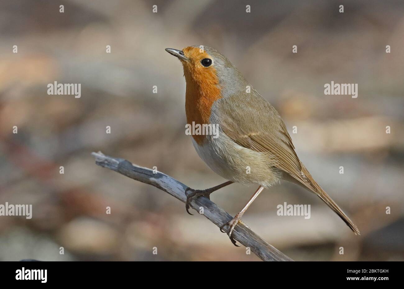 Oiseaux Oiseau Robin Banque d'image et photos - Alamy