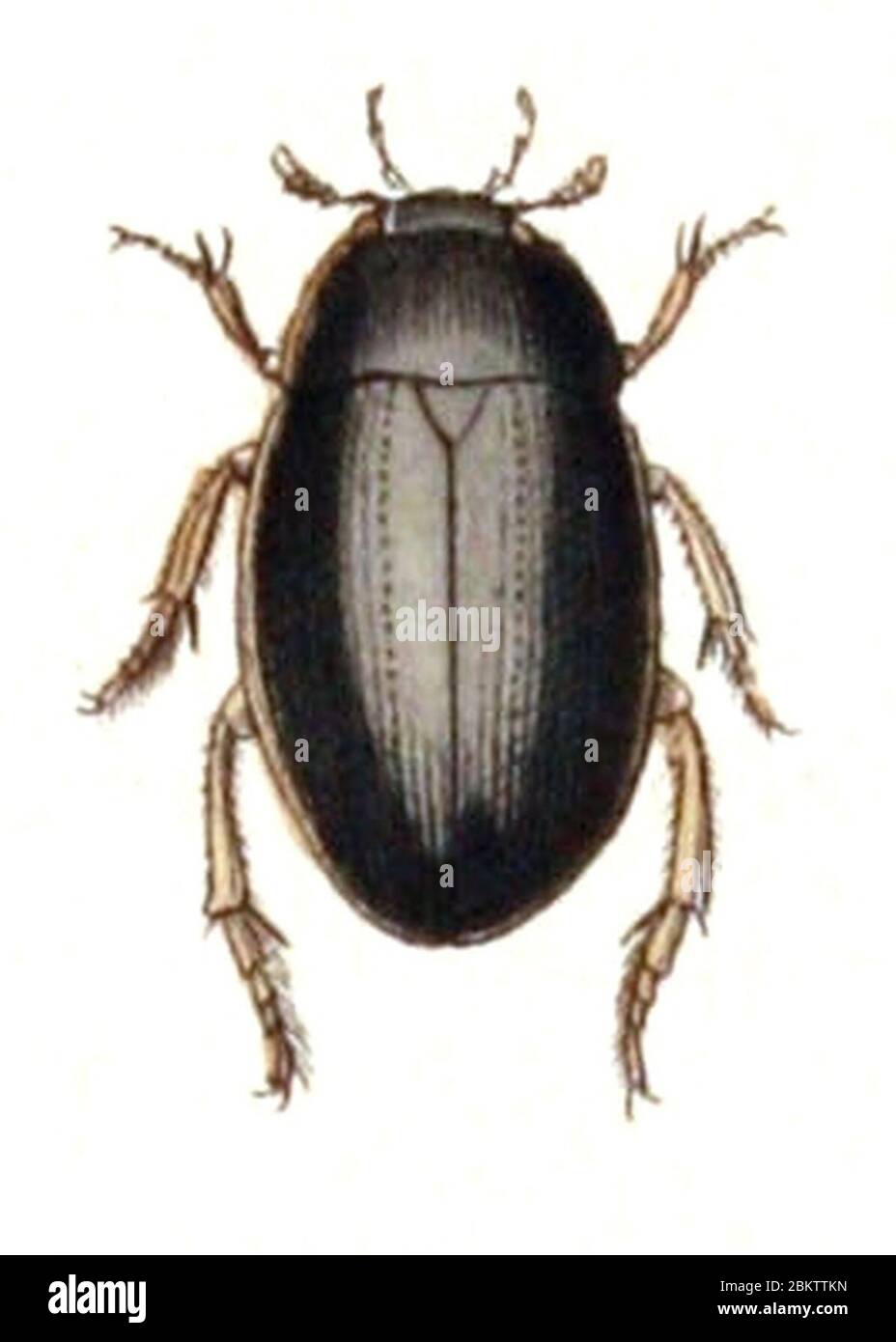 Hydrochara caraboides Banque de photographies et d’images à haute ...