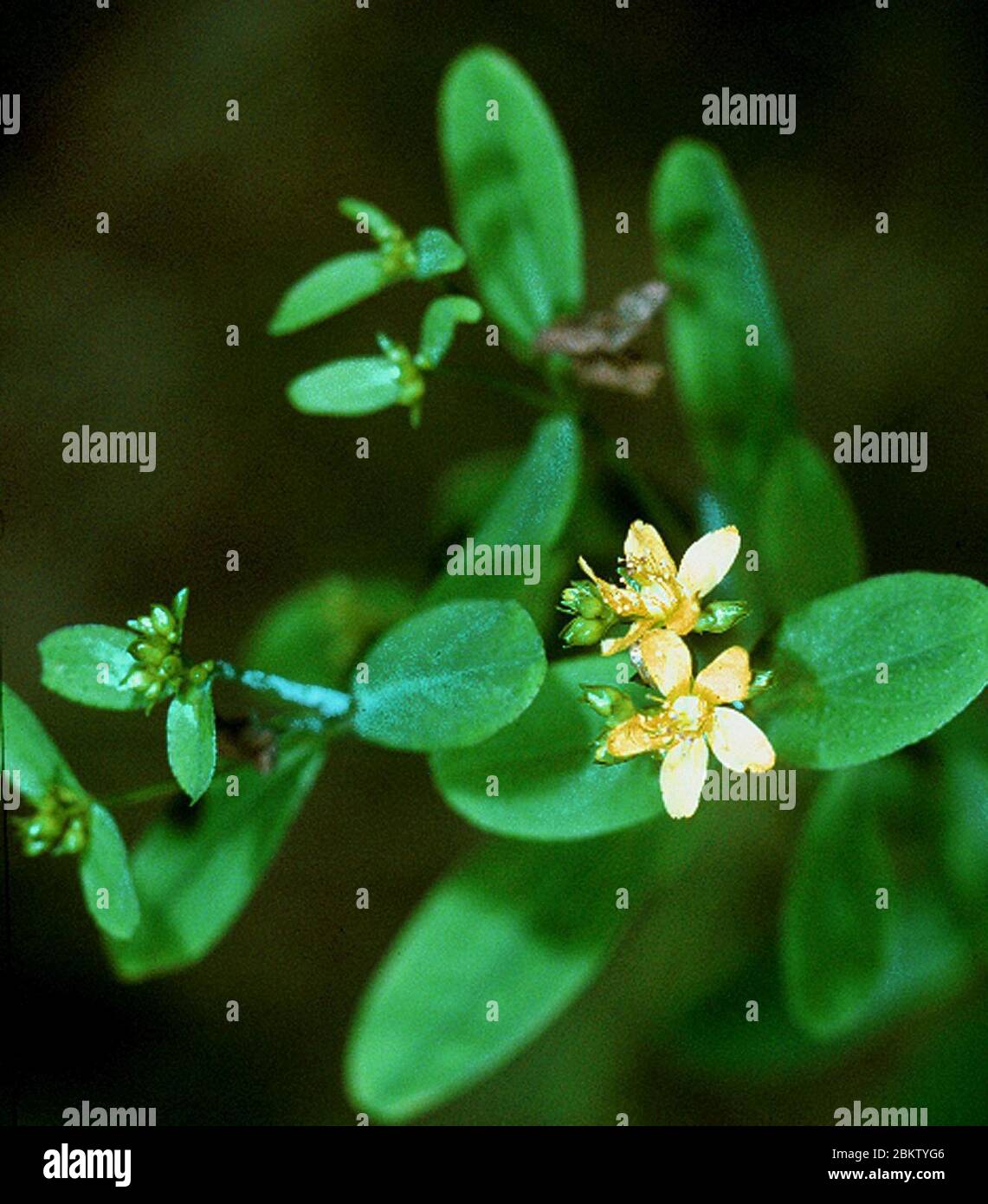 Hypericum punctatum Banque de photographies et d’images à haute ...