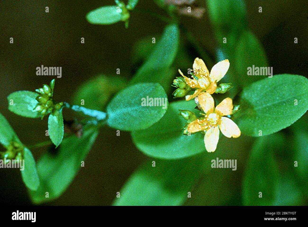 Hypericum punctatum Banque de photographies et d’images à haute ...