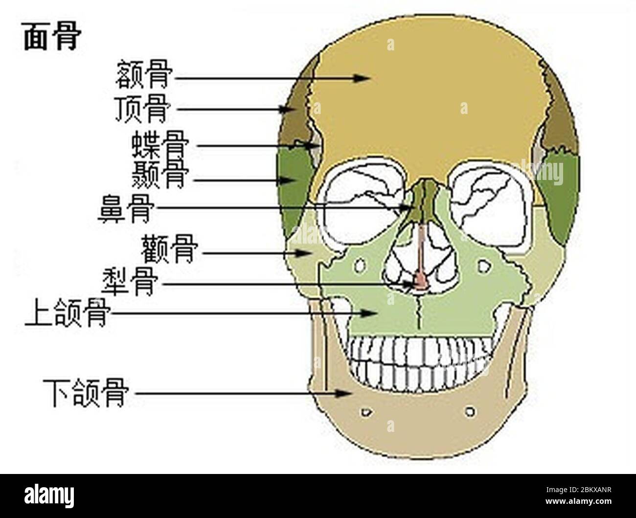 Os du visage Banque de photographies et d’images à haute résolution - Alamy