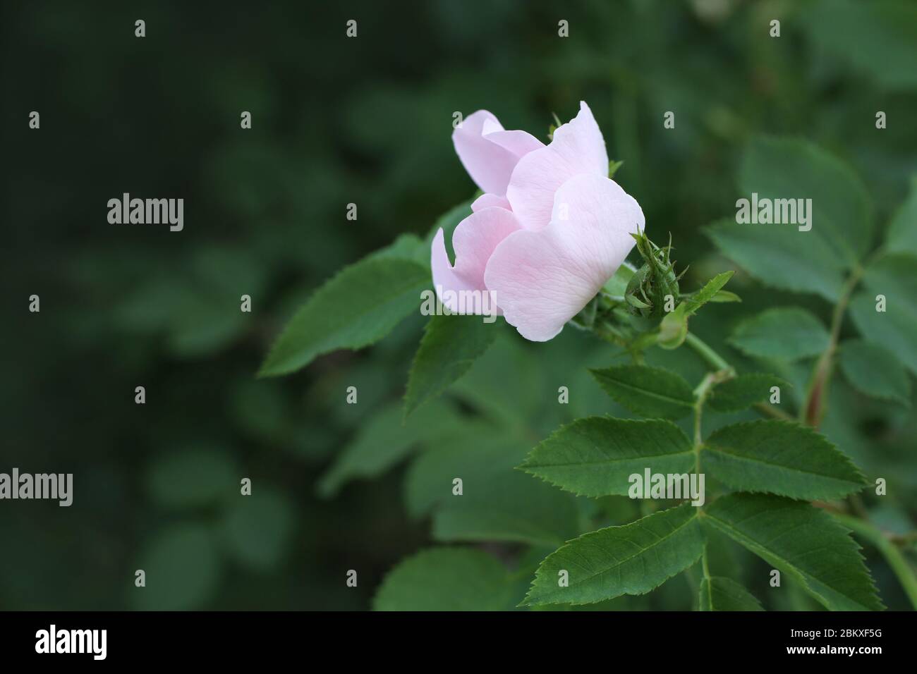 Parc de roses sauvages Banque de photographies et d’images à haute ...