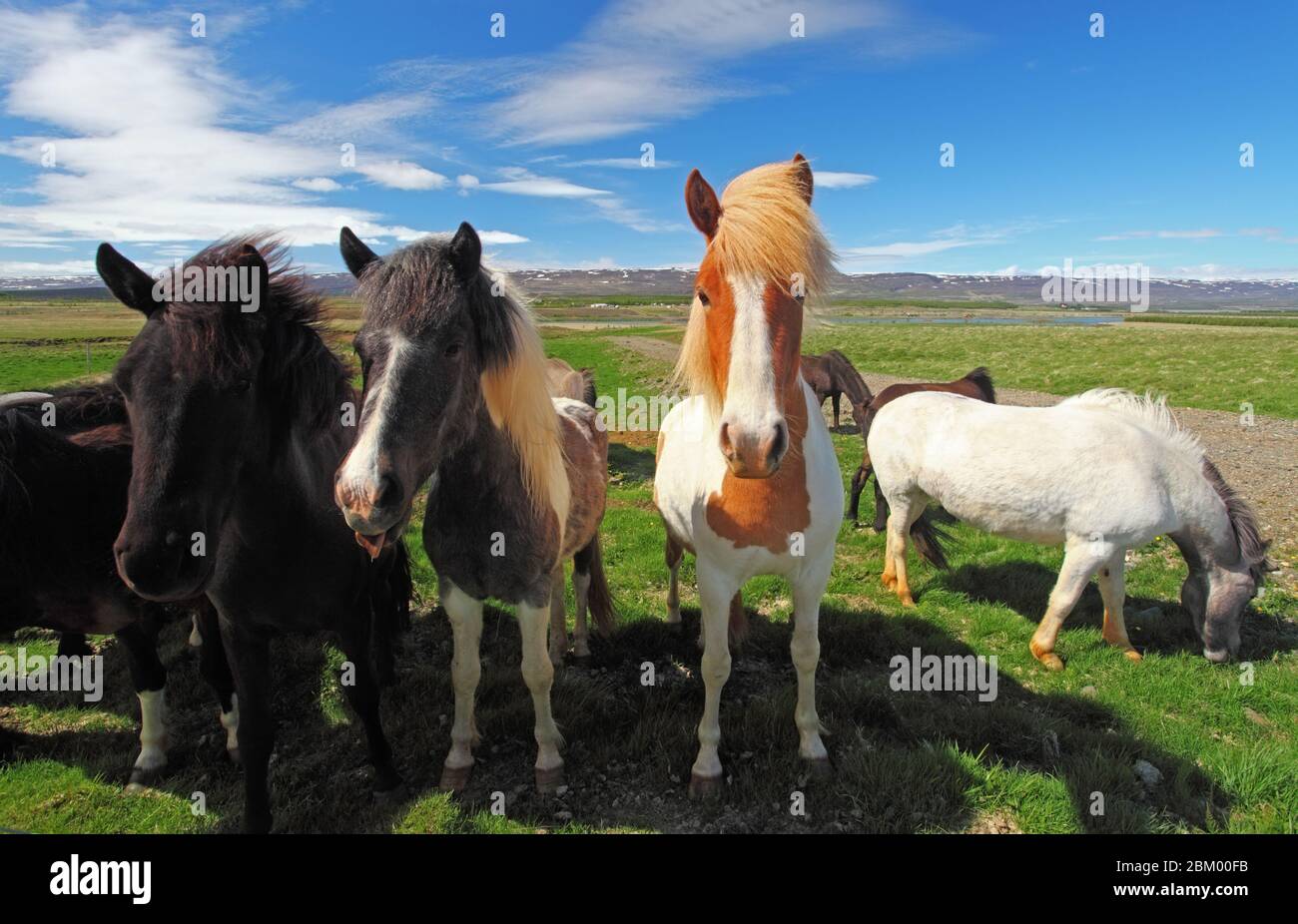Chevaux islandais. Le cheval islandais est une race de cheval qui vit ...