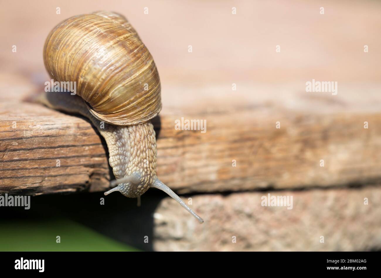 Escargot lent Banque de photographies et d’images à haute résolution ...