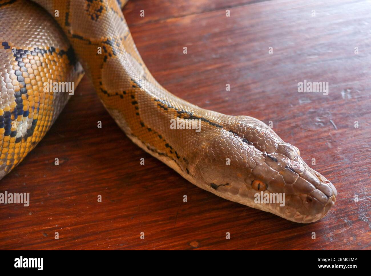 Portrait d'un serpent python réticulé Albino. Magnifique reptile ...
