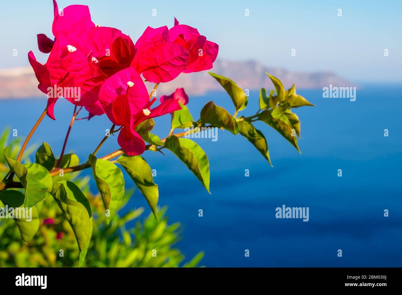 Pink bougainvillea flowers santorini greece Banque de photographies et ...