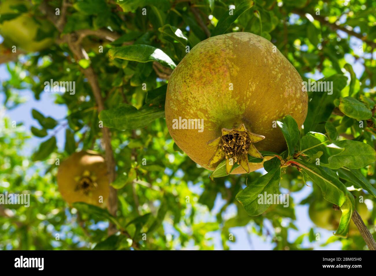Grenade qui pousse sur un arbre Banque de photographies et d’images à ...