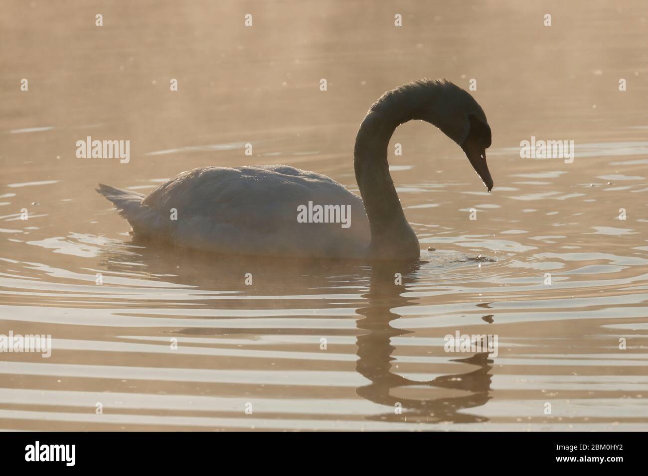 Cygnes muets en silhouette Banque de photographies et d’images à haute résolution - Alamy
