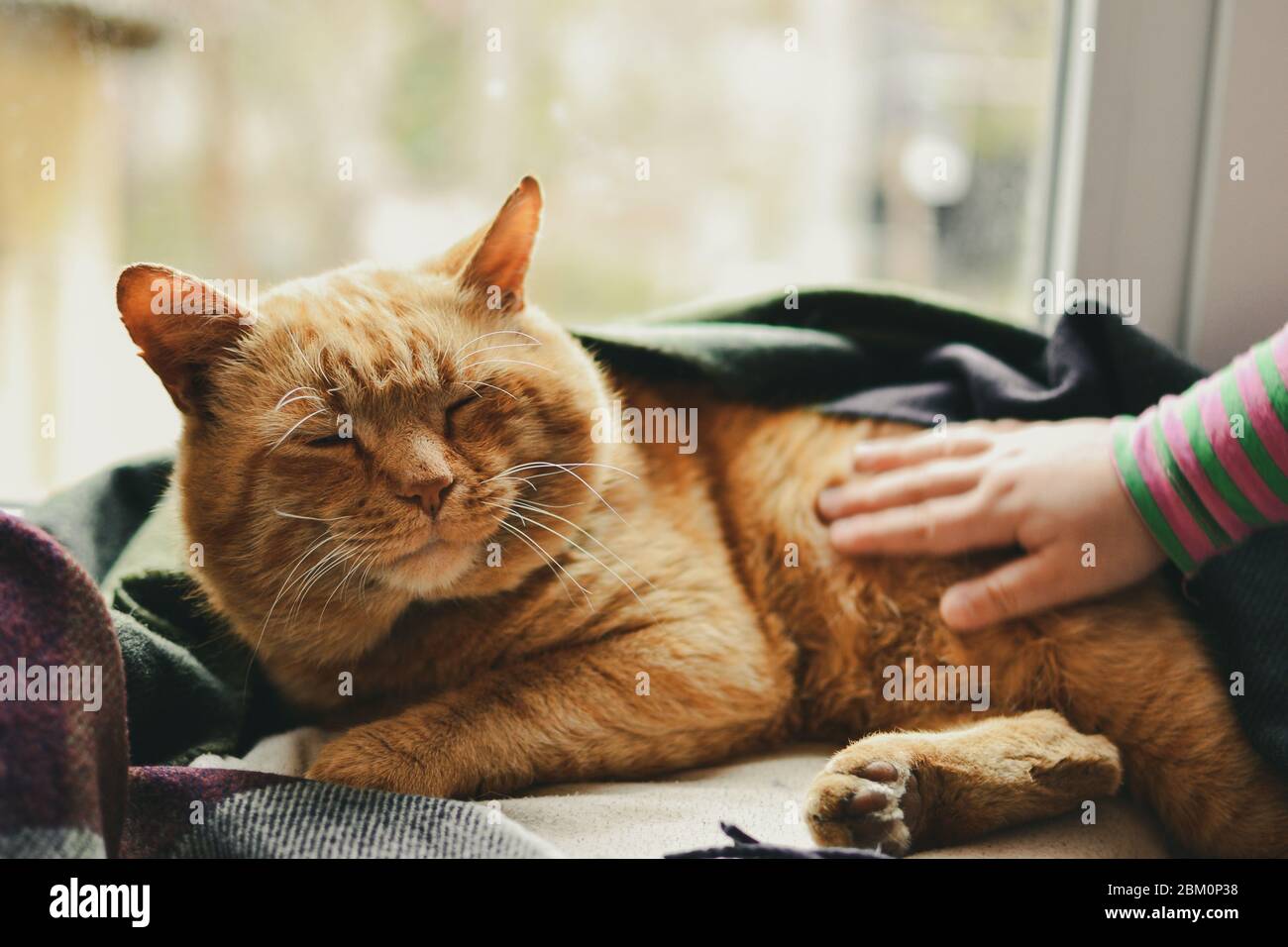 Chat Et Enfant Banque De Photographies Et Dimages à Haute Résolution