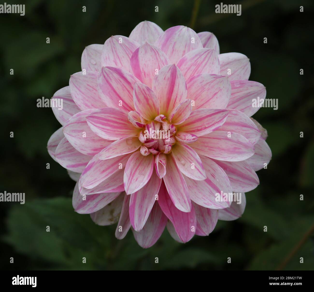 Flore en fleur Banque de photographies et d’images à haute résolution ...