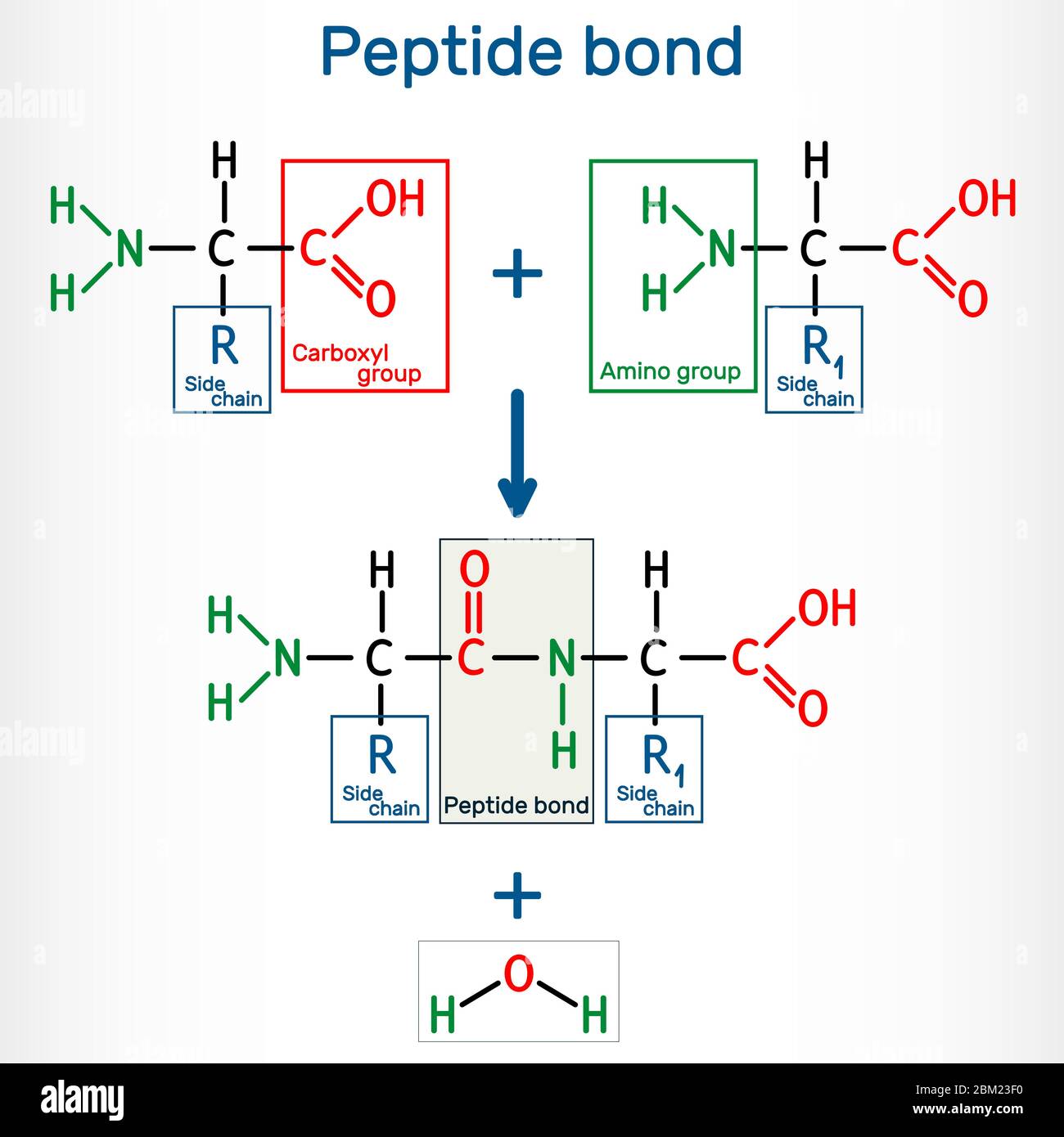 Amino acid Banque d'images vectorielles - Alamy