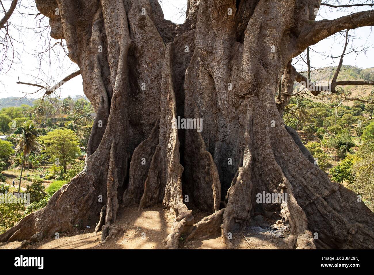 Tronc et tress racines de 25 mètres de haut kapok (Ceiba pentandra), le ...