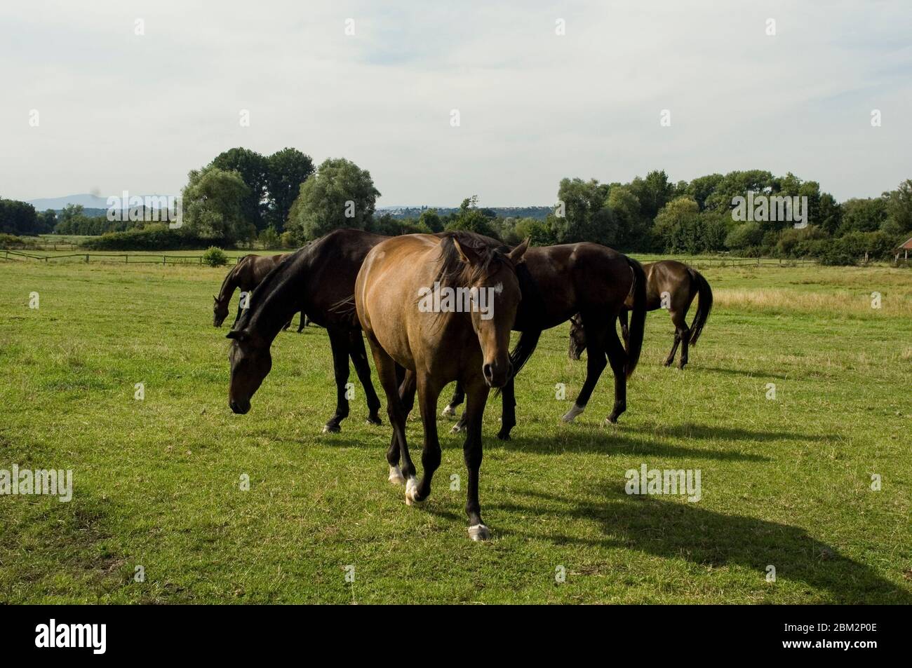 Calendrier du cheval Banque de photographies et d’images à haute ...