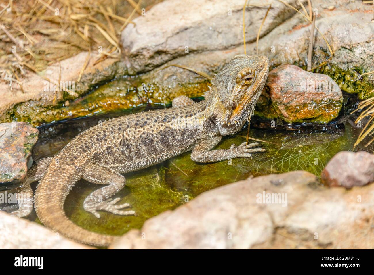 Dragon barbu dans l'aquarium Banque de photographies et d’images à ...