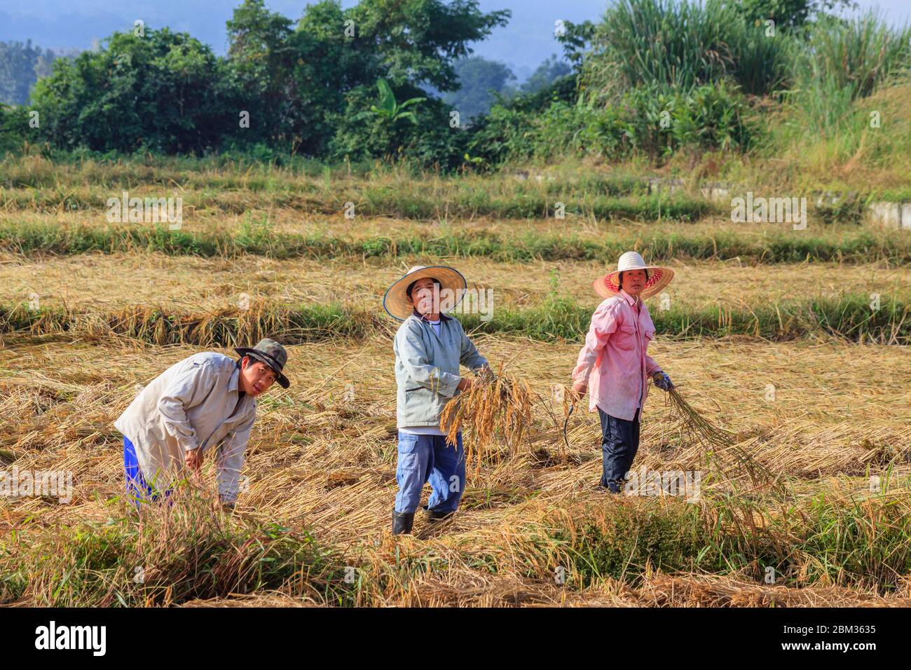Portant un chapeau de riz asiatique traditionnel Banque de ...
