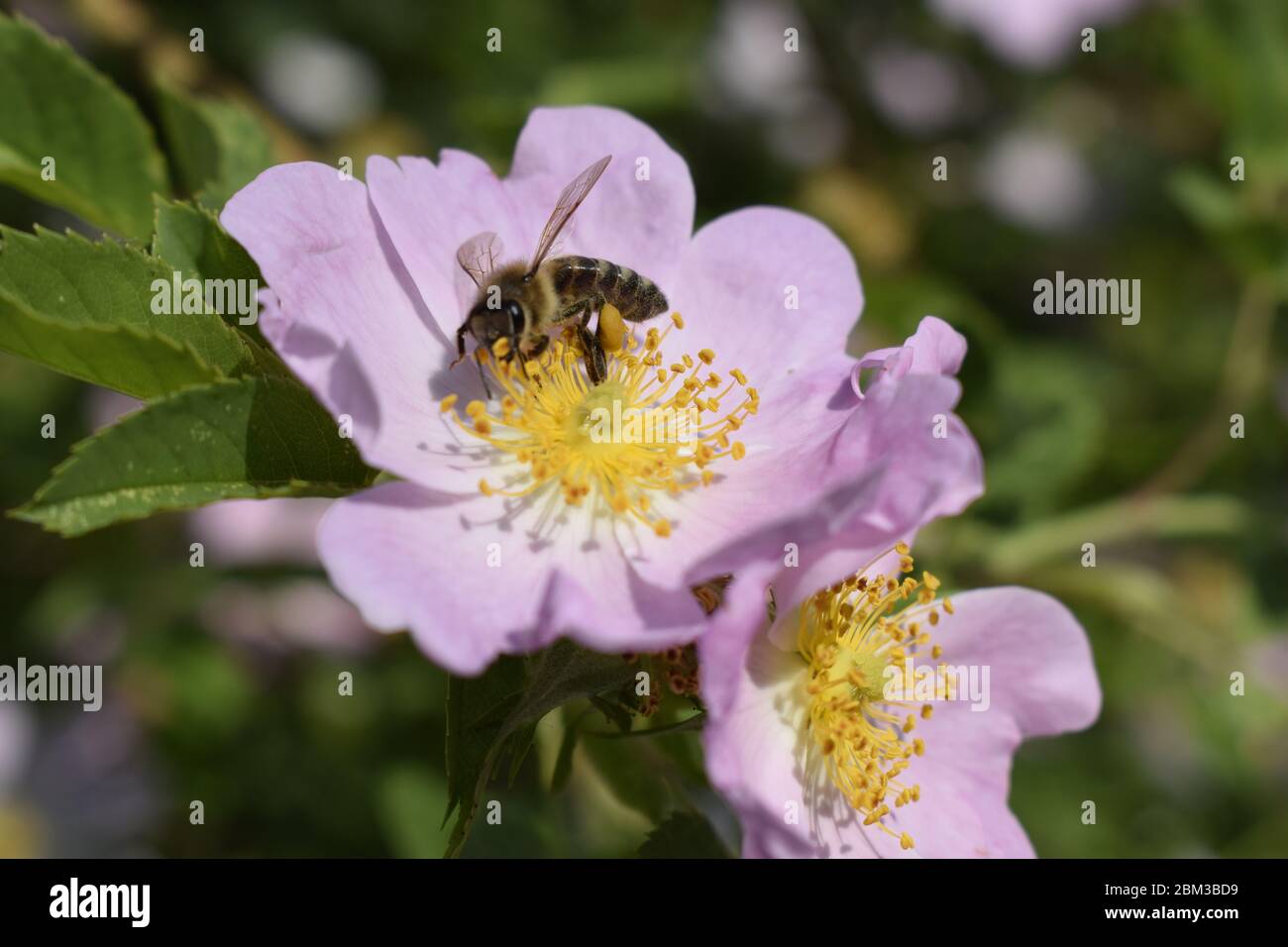 Eglantine Flower Banque d'image et photos - Alamy