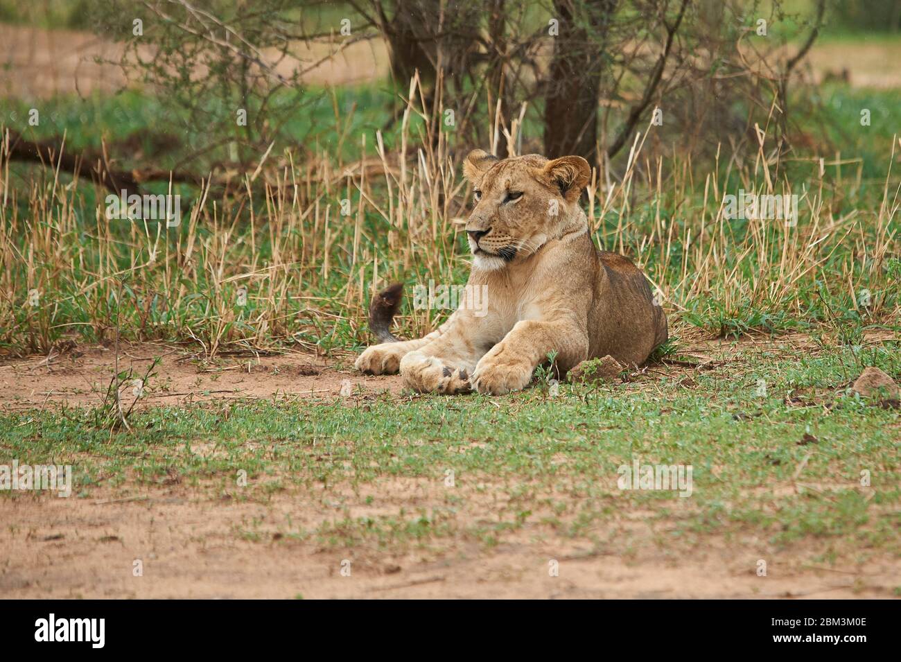 Lionne vigilante Banque de photographies et d’images à haute résolution ...