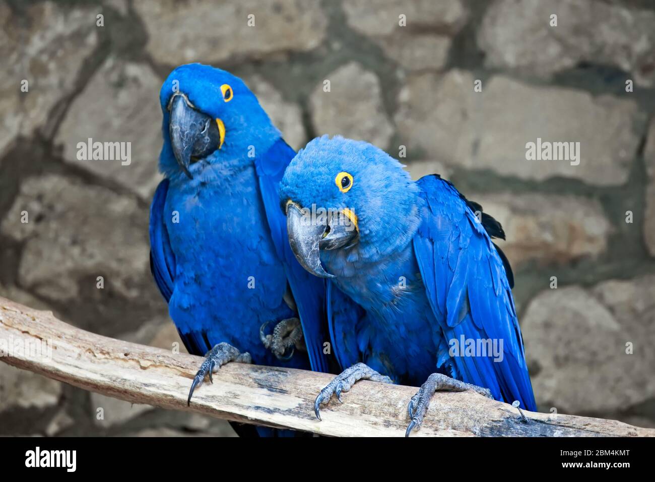 Oiseau inséparable bleu Banque de photographies et d’images à haute ...