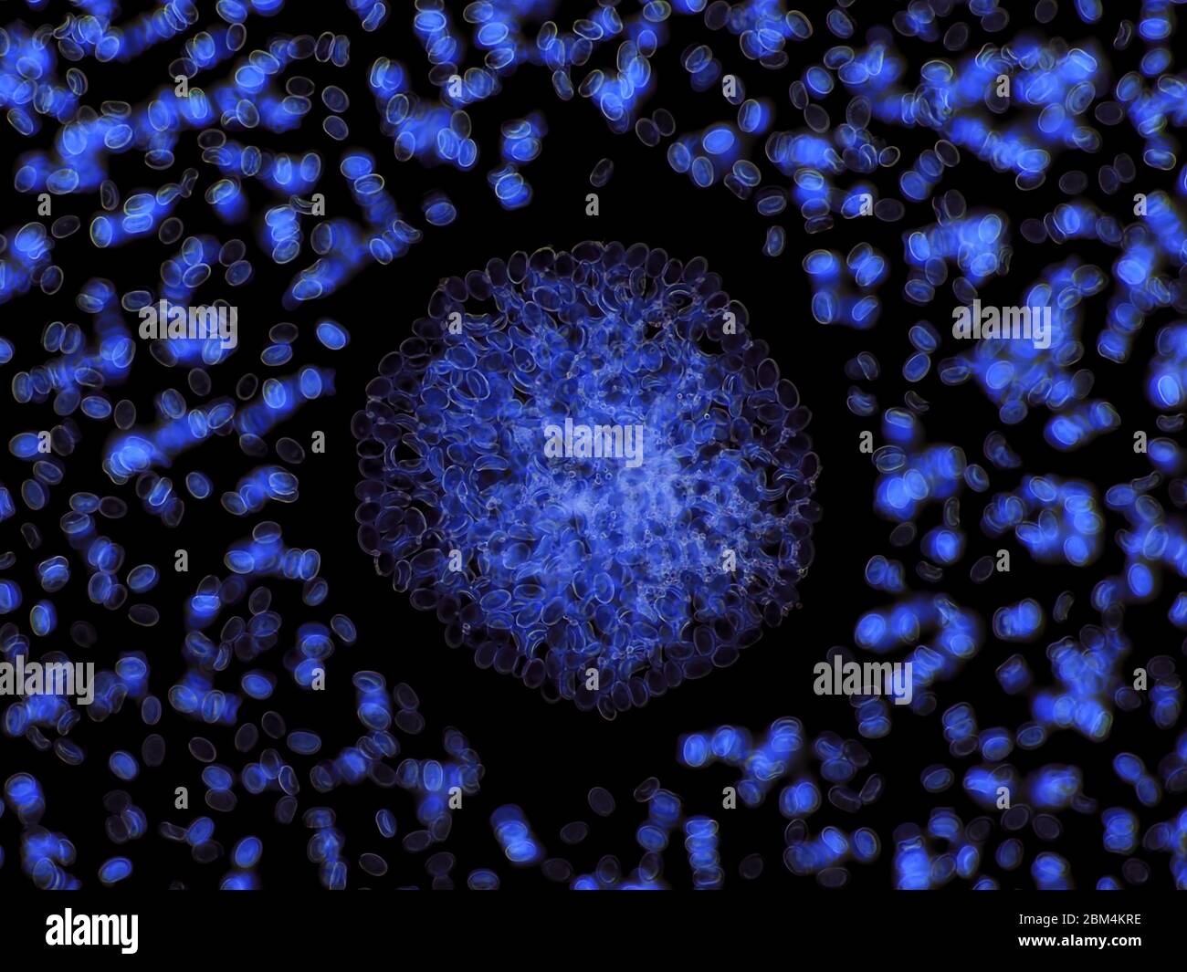 Inverted microscope Banque de photographies et d’images à haute ...