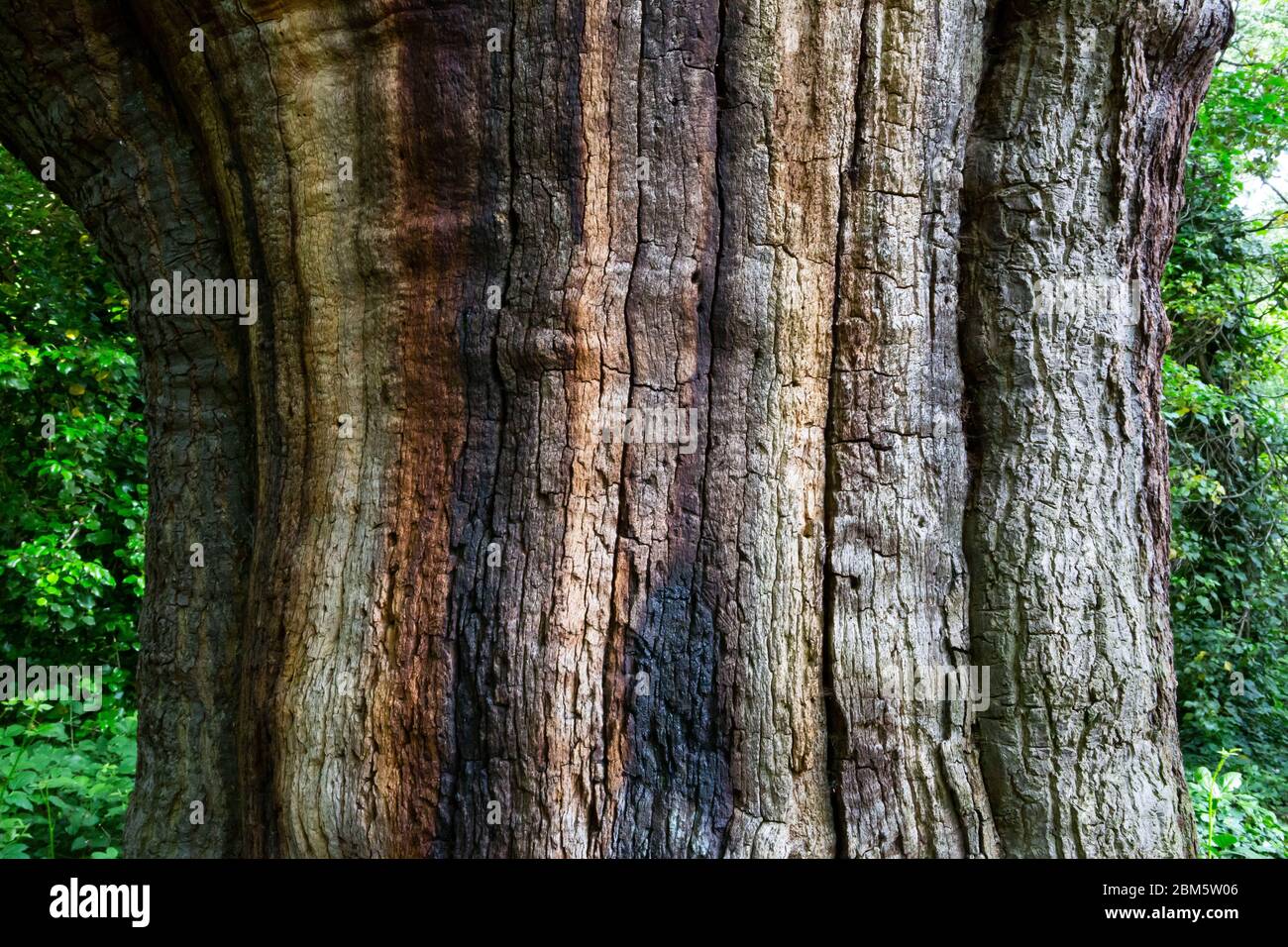 Arbre multi tronc Banque de photographies et d’images à haute ...