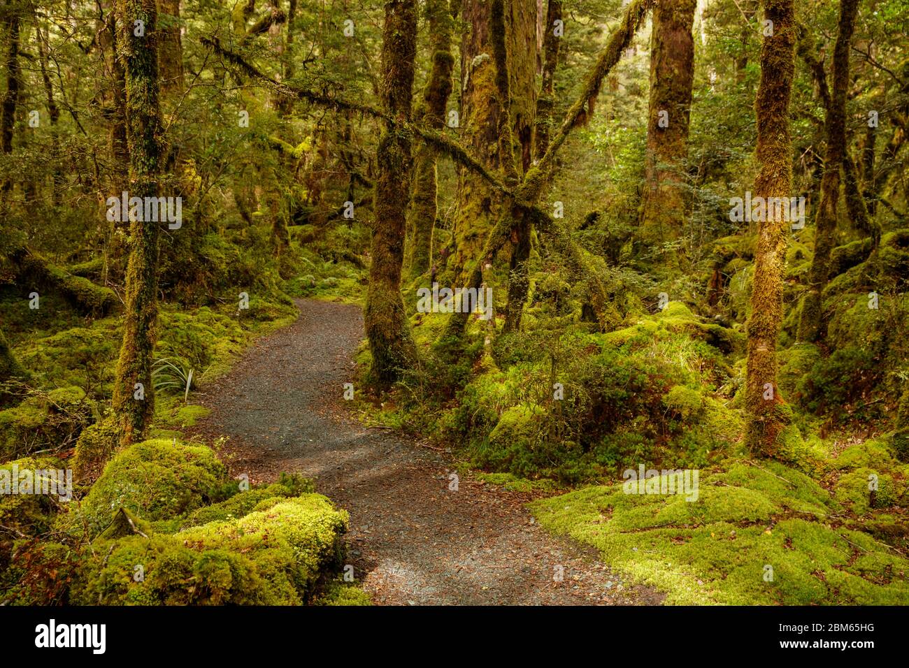 Parc De Forêt Tropicale Banque d'image et photos - Alamy