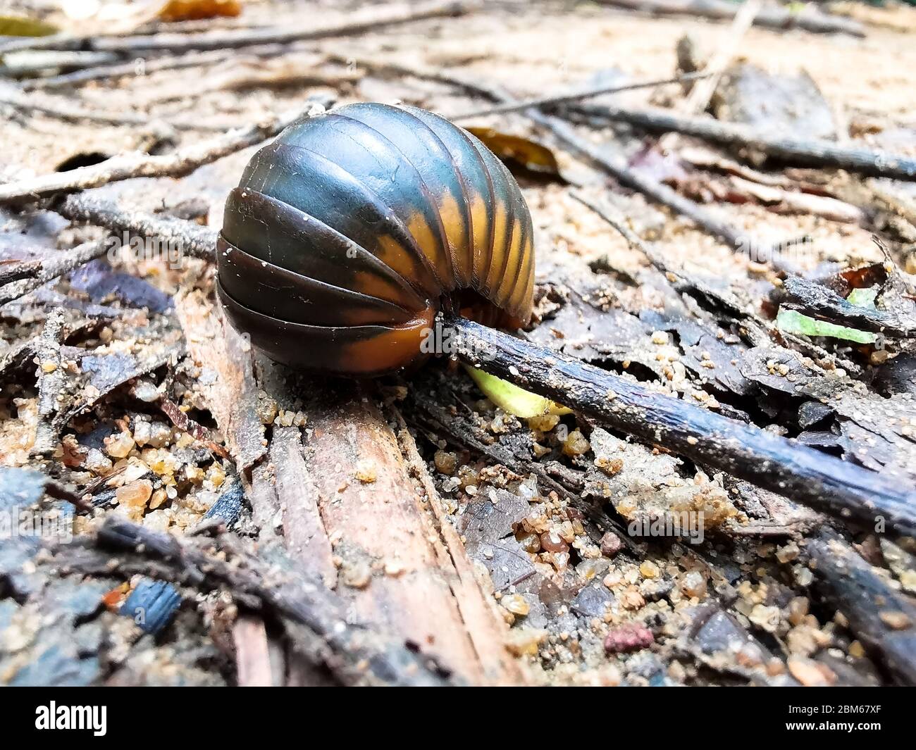 Exosquelette Animal Banque d'image et photos - Page 2 - Alamy