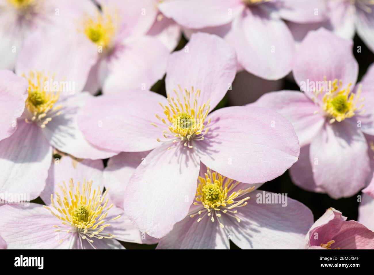 Clematis montana elizabeth Banque de photographies et d’images à haute ...
