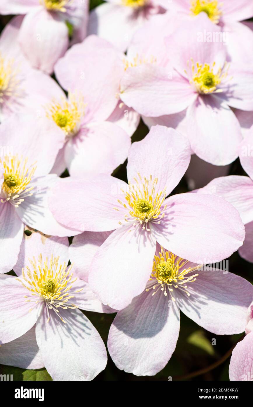 Clematis montana elizabeth Banque de photographies et d’images à haute ...