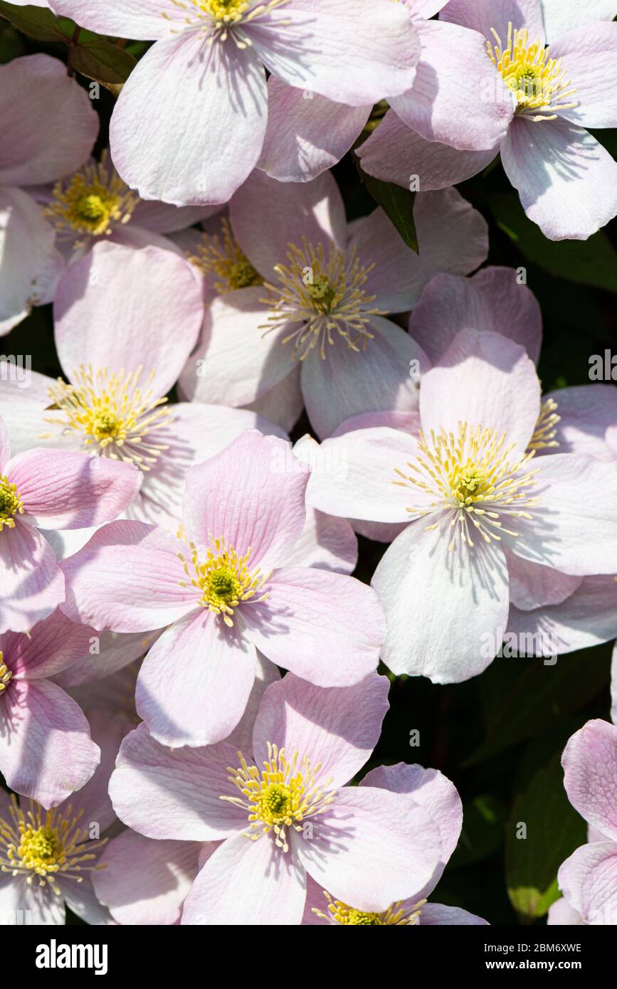 Clematis montana elizabeth Banque de photographies et d’images à haute ...