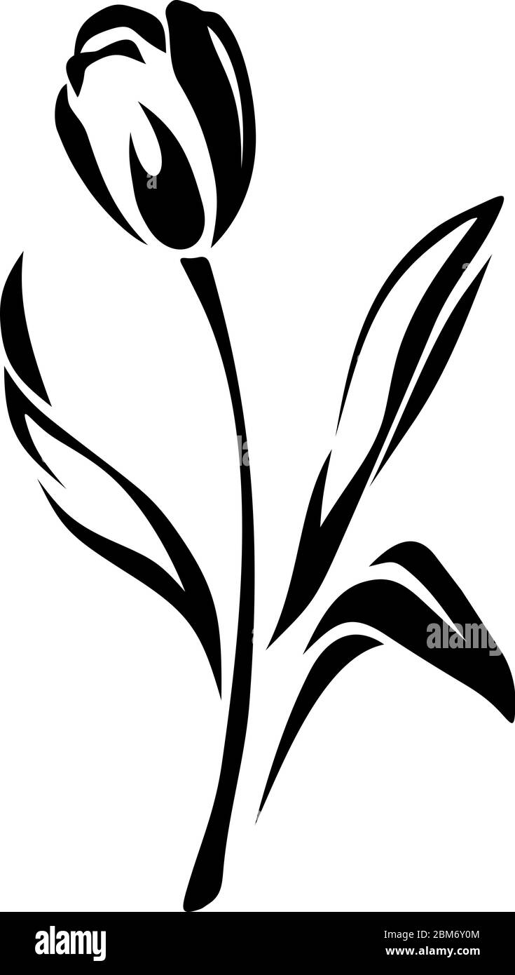 Fleur de tulipe. Illustration vectorielle noir et blanc isolée sur ...