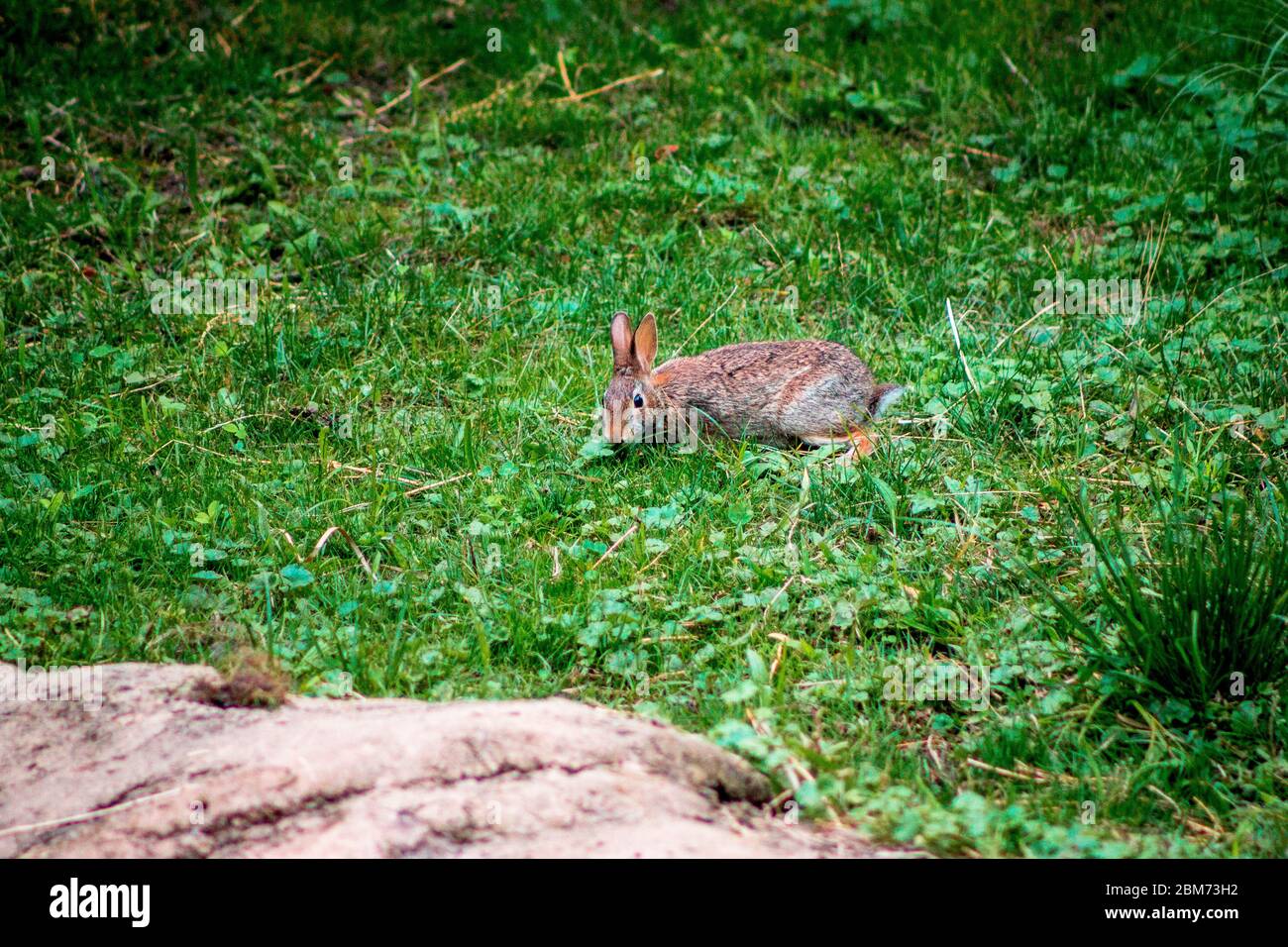 Lapin qui court au zoo John ball Photo Stock - Alamy