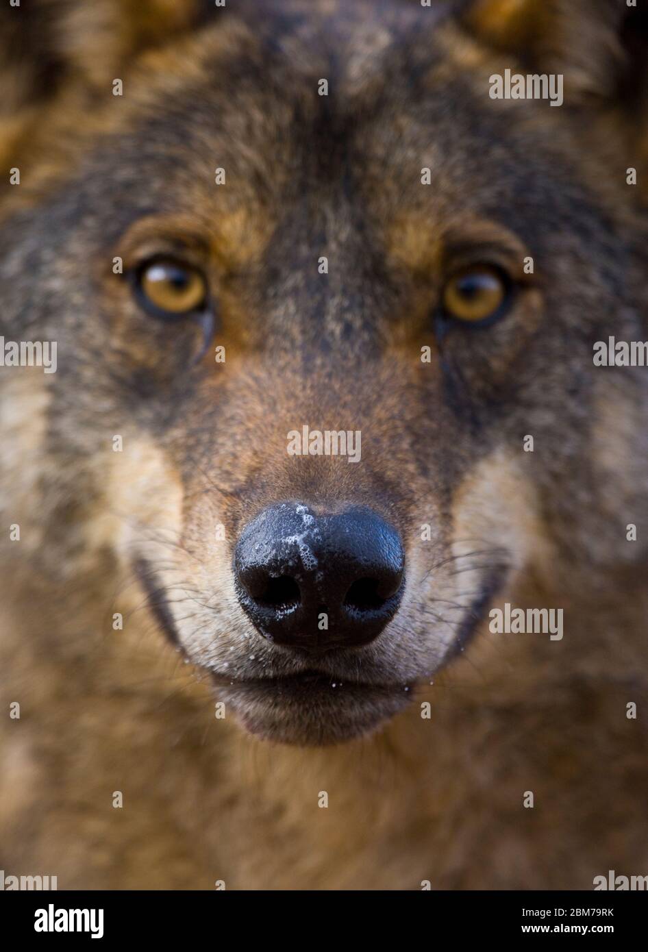 Lobo iberico Banque de photographies et d’images à haute résolution - Alamy