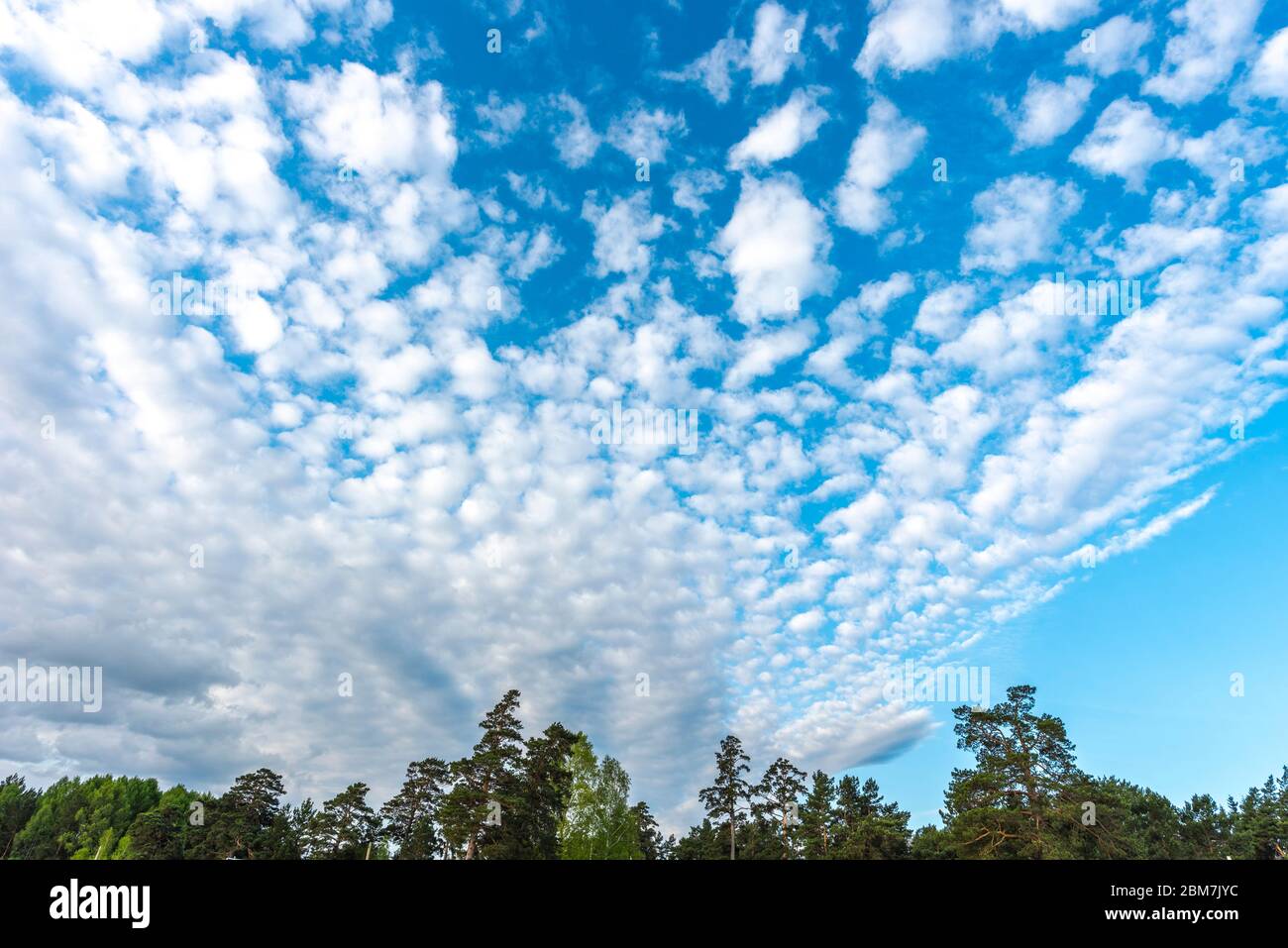 Pin cirrus Banque de photographies et d’images à haute résolution - Alamy