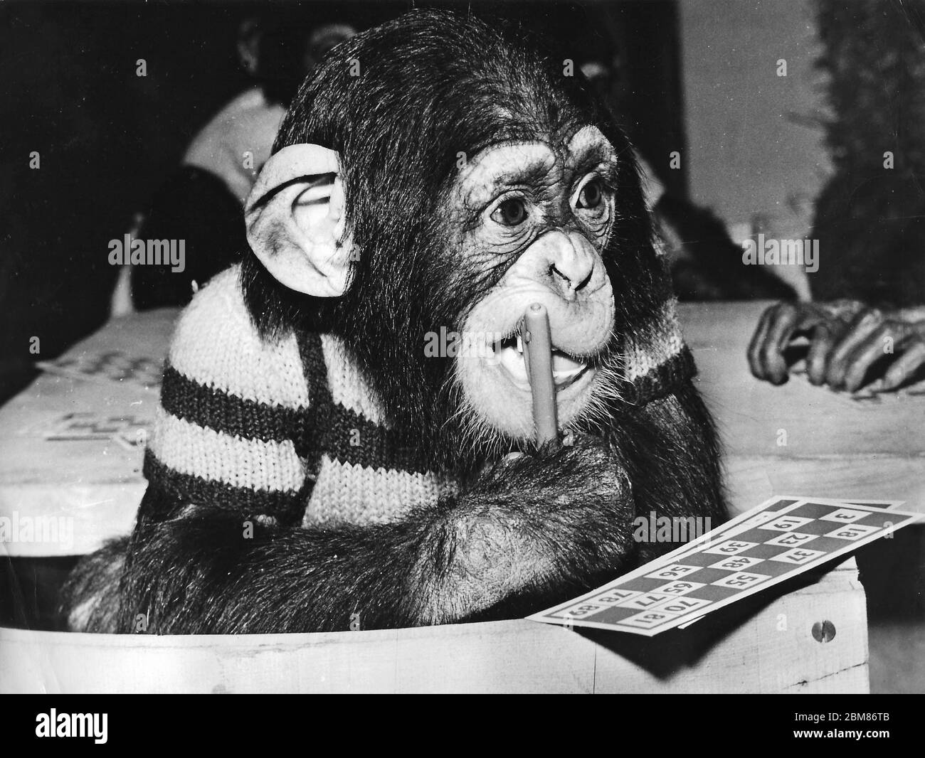 Le chimpe Pepe, âgé de deux ans, joue au Bingo au zoo de Dudley. Le ...