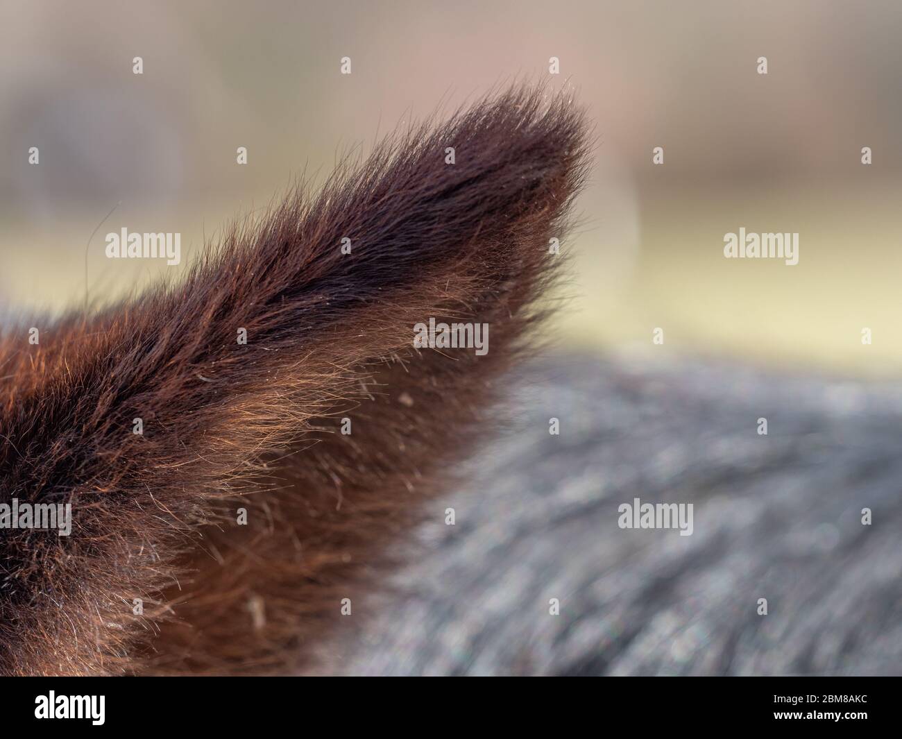 Oreille De Cheval Banque d'image et photos - Alamy