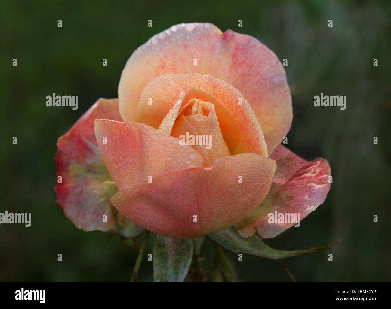 Pullman orient express rose Banque de photographies et d’images à haute ...