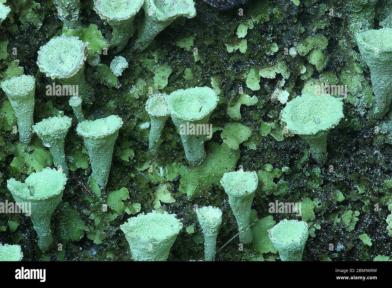 Pixie cup lichen Banque de photographies et d’images à haute résolution ...