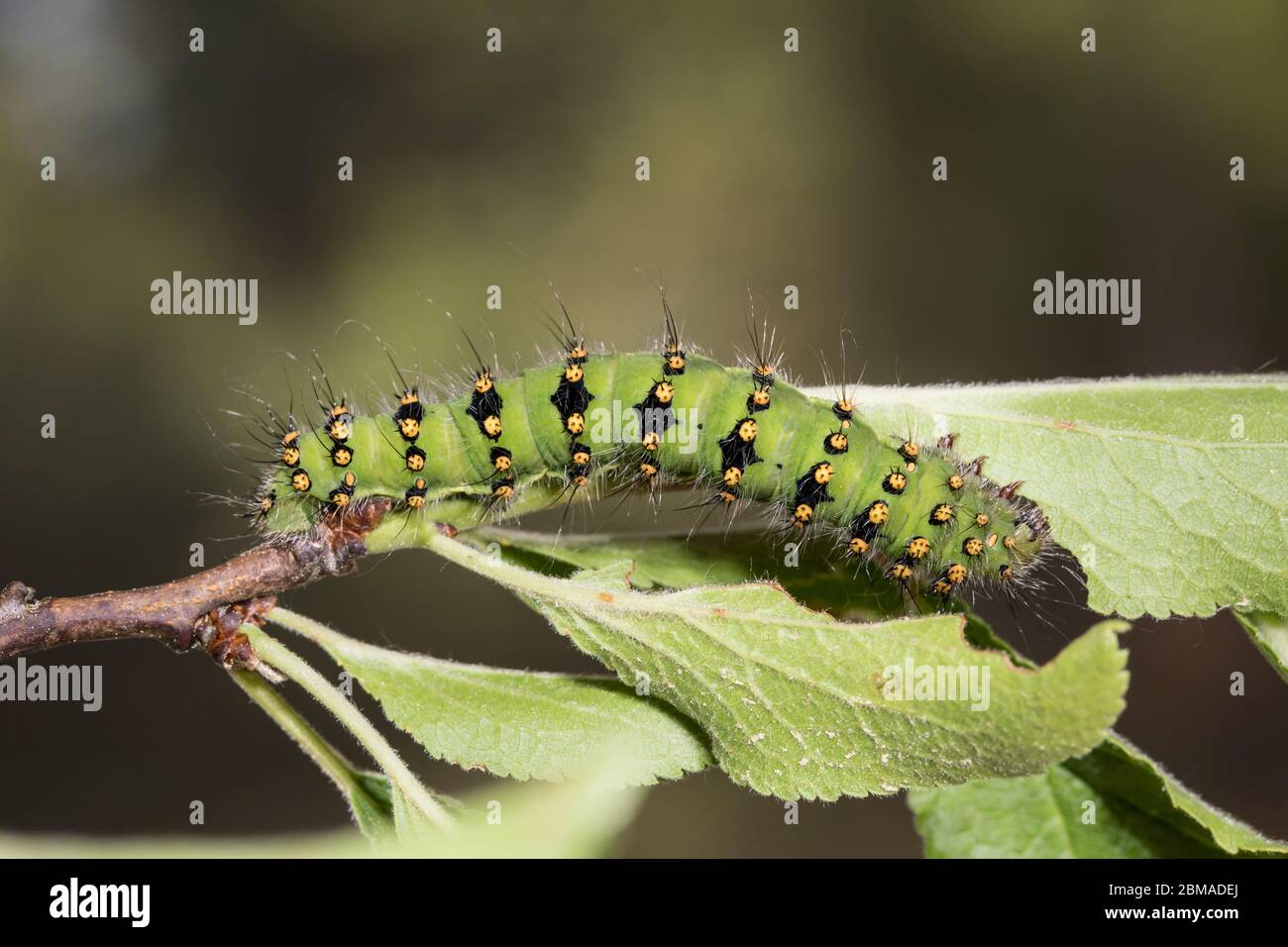 Kleines Nachtpfauenauge - Raupe, Saturnia Pavonia, petite papillon ...