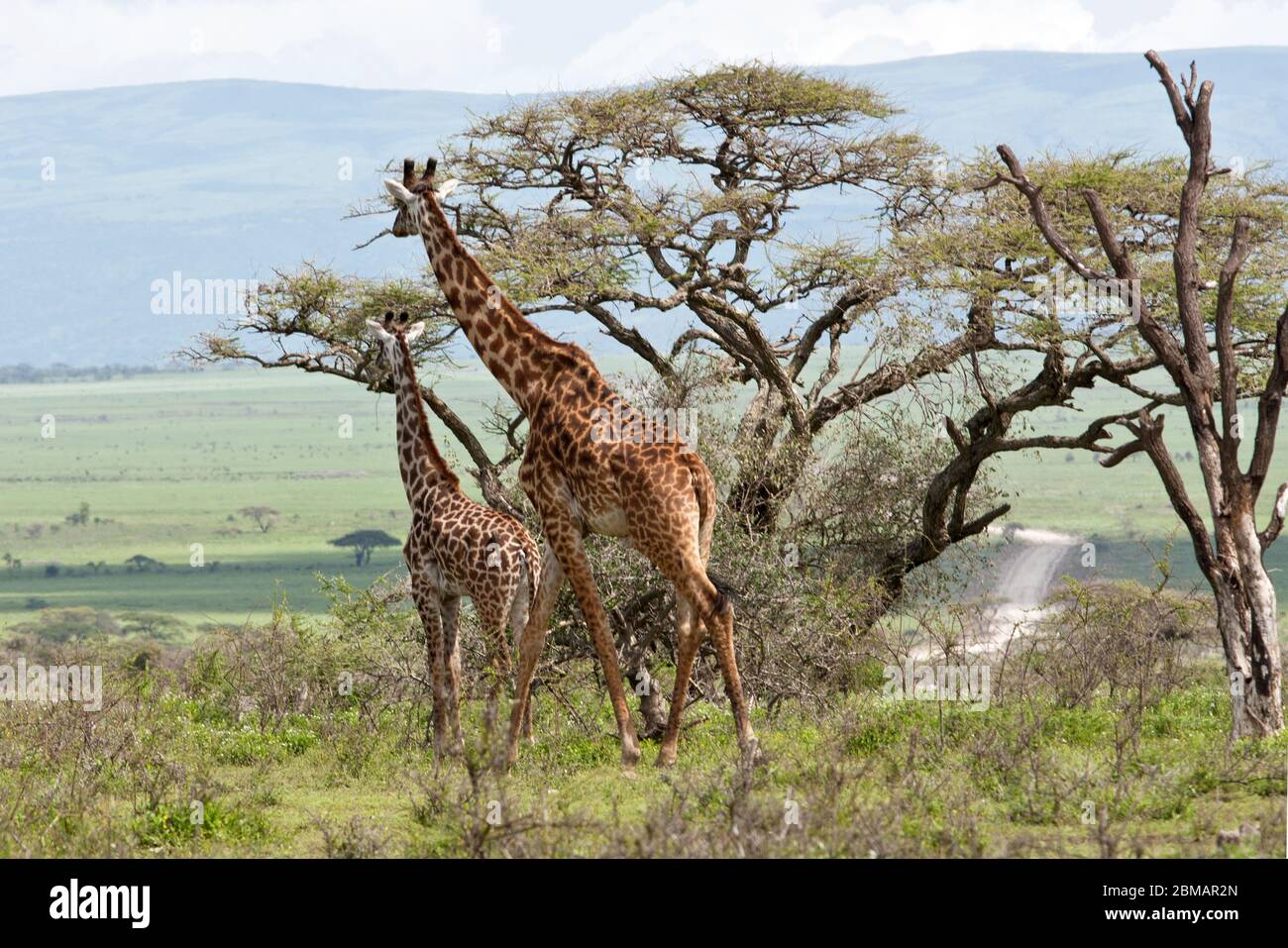 Giraffe acacia tree Banque de photographies et d’images à haute ...