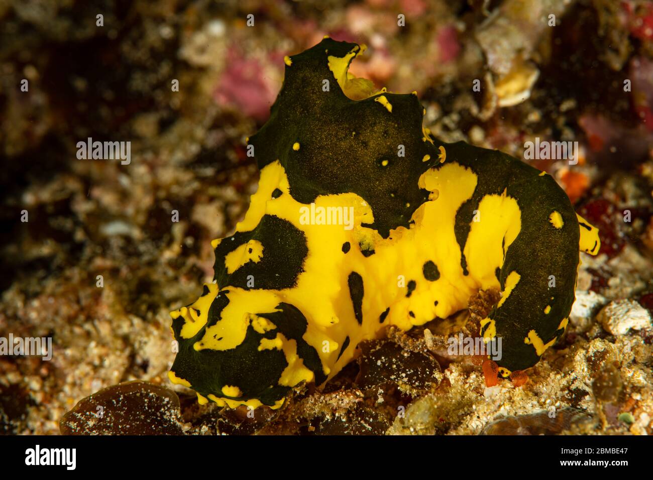 Gardiners island Banque de photographies et d’images à haute résolution ...